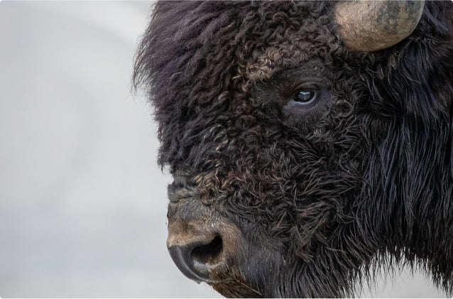 Der Bison – Herkunft, Haltung & Qualität von Bisonfleisch | Eurobison ...